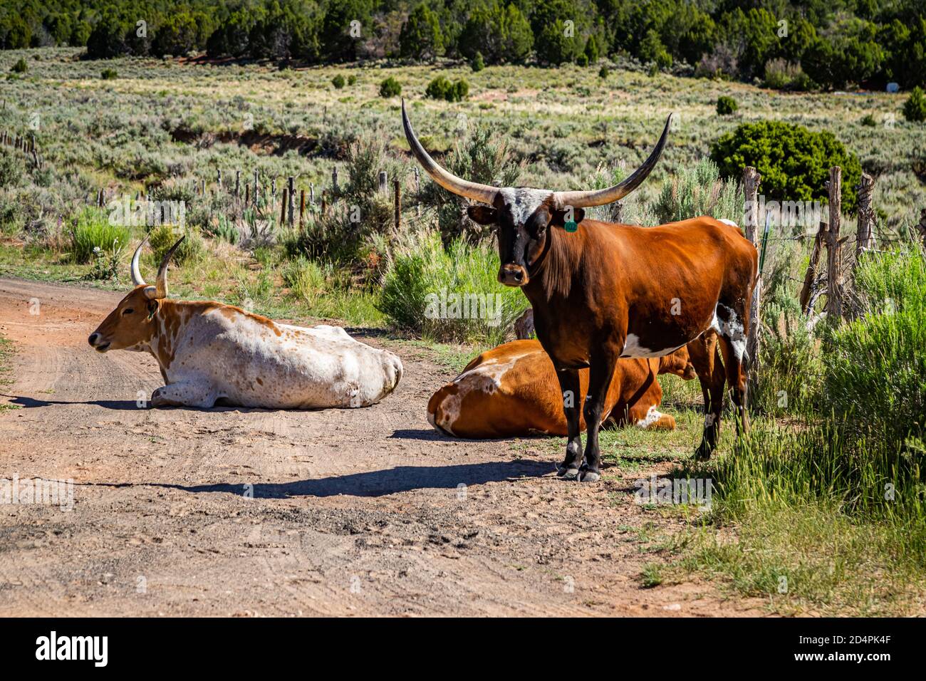 Open Range Longhorn Cattle Stock Photo - Alamy