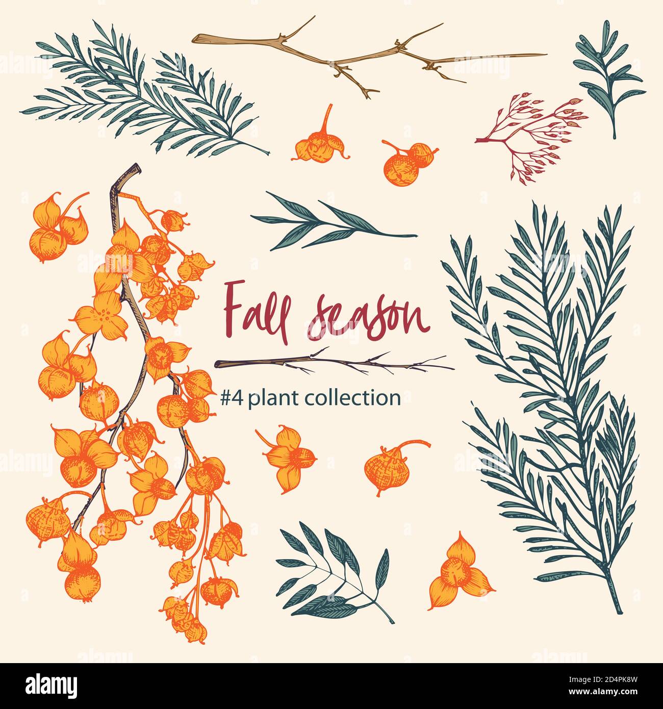 Set of twigs, berries, and leaves of autumn plant. Hand-drawn vintage ...