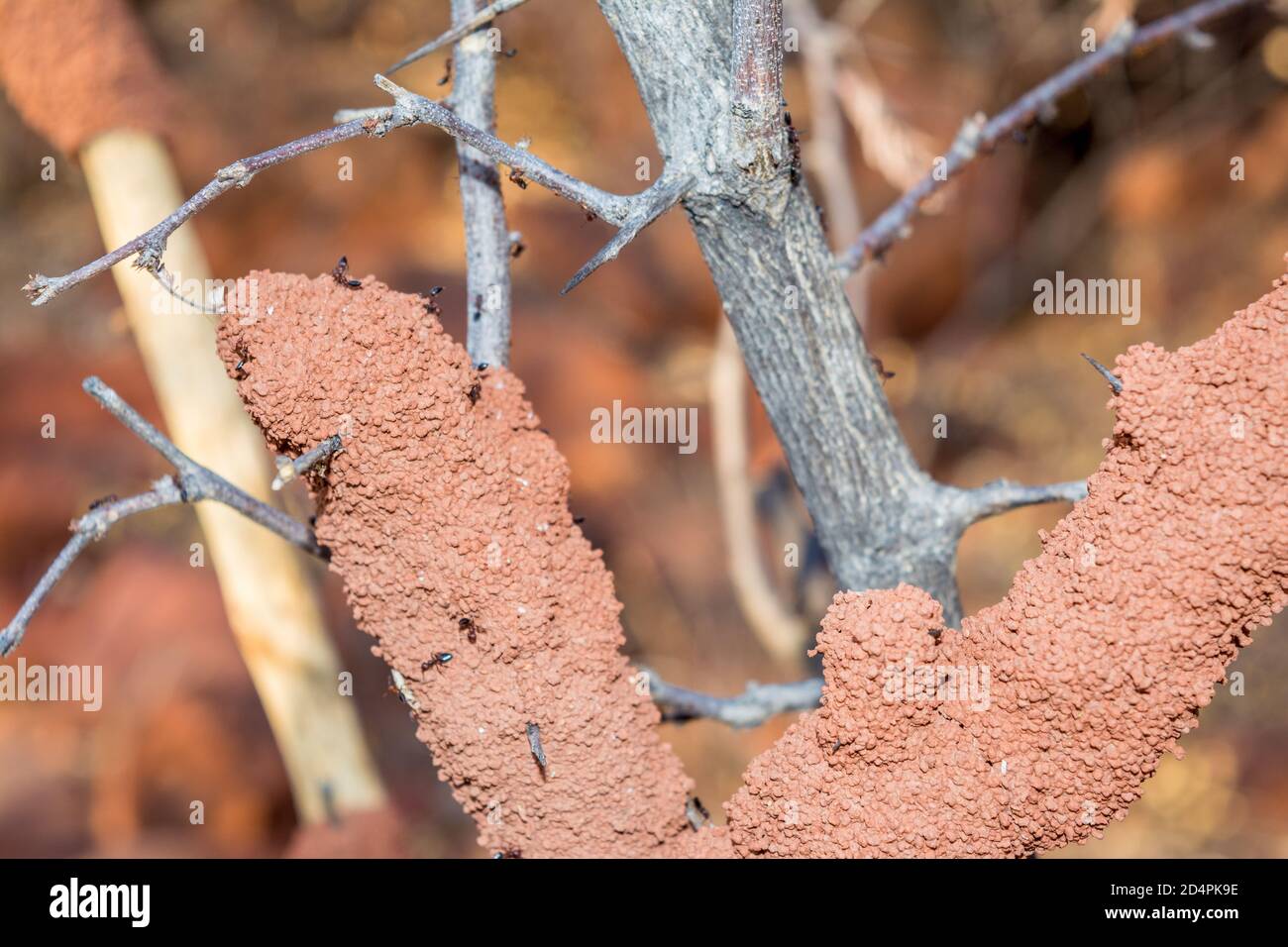 Crematogaster ants mud tubes on a tree bark, Namibia, Africa Stock ...