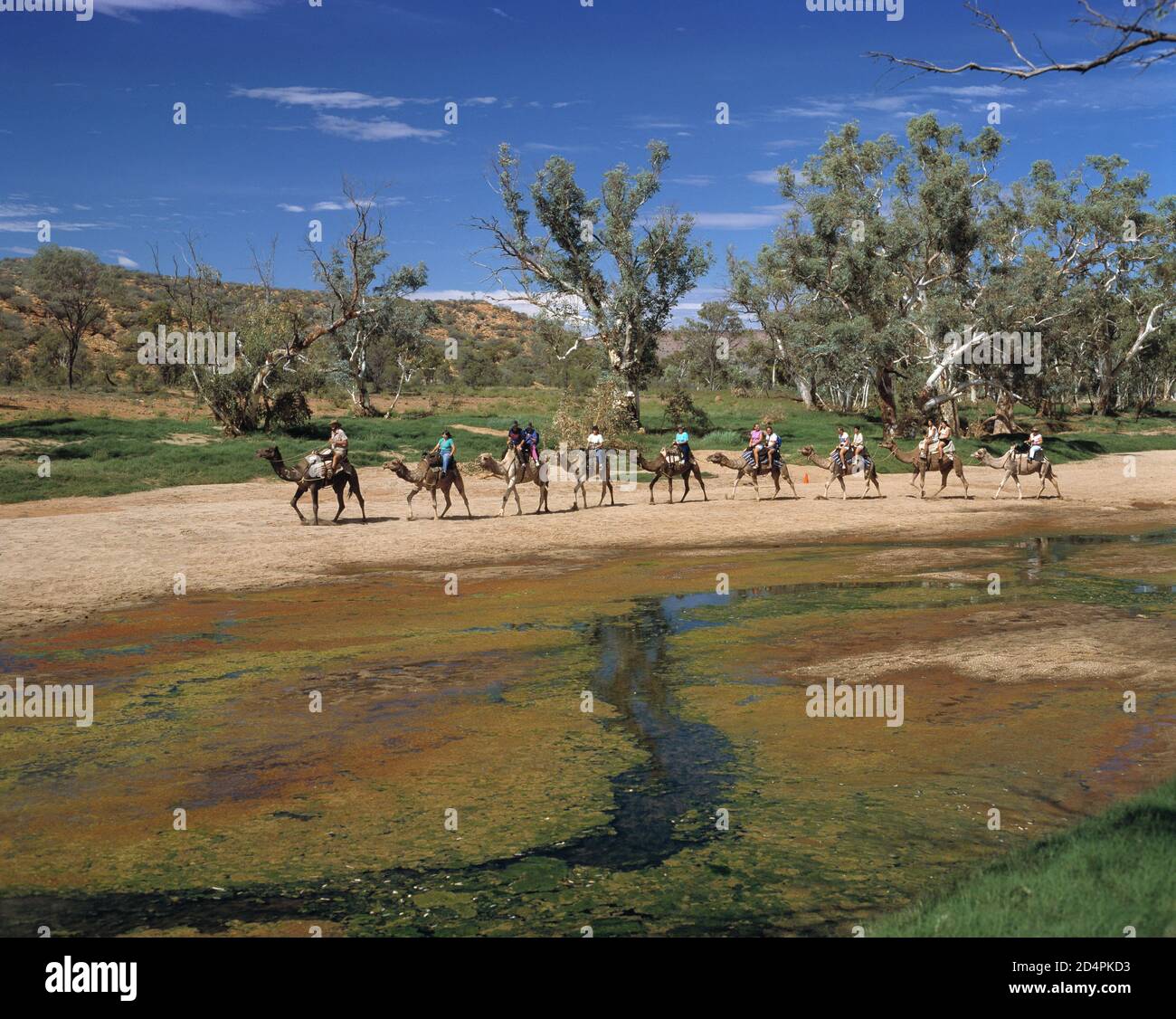 Alice springs animals hi-res stock photography and images - Alamy
