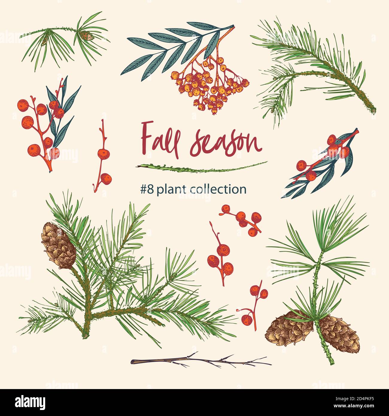 Set of twigs, berries, and leaves of autumn plant. Hand-drawn vintage ...