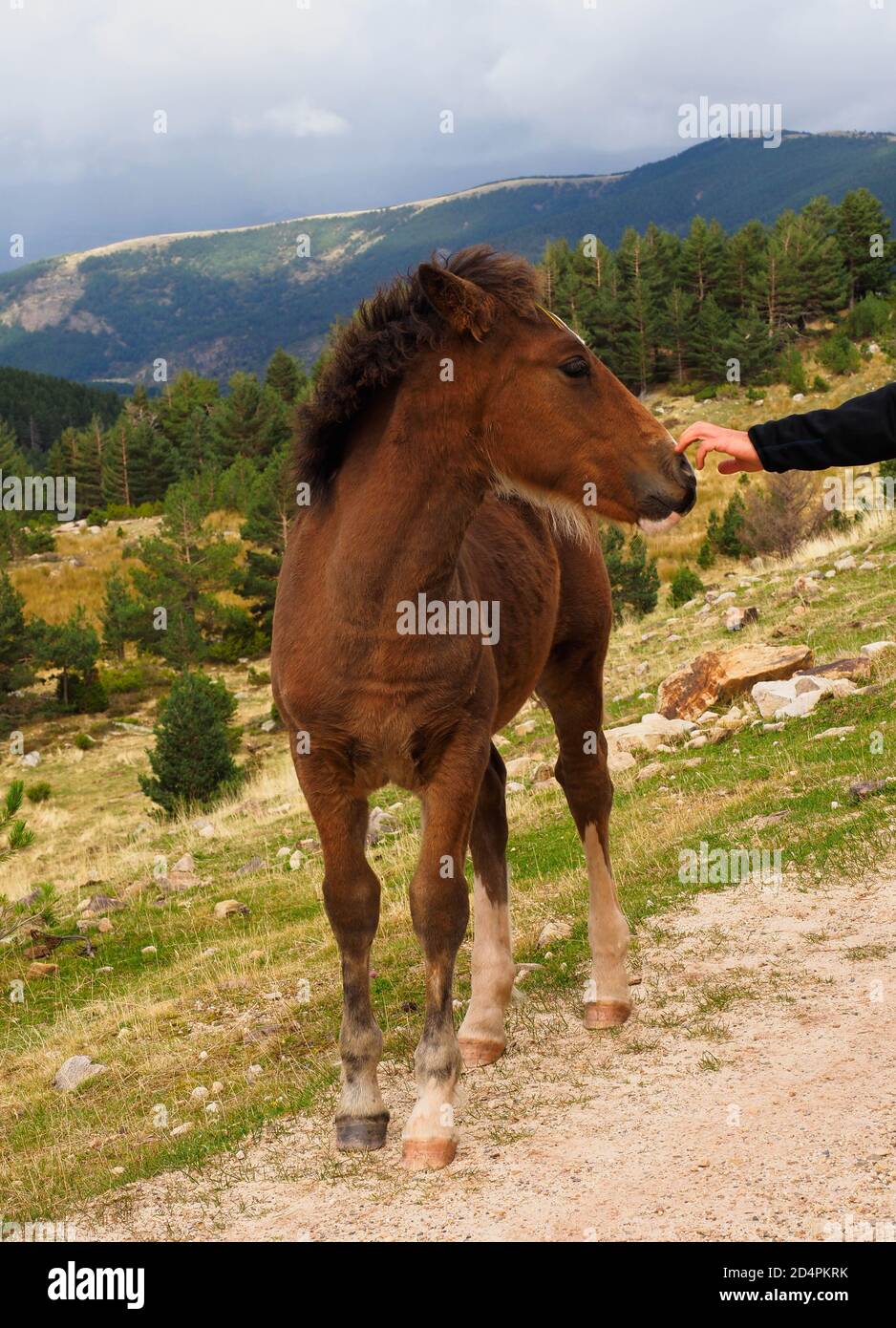 Hand touching white horse nose hi-res stock photography and images - Alamy