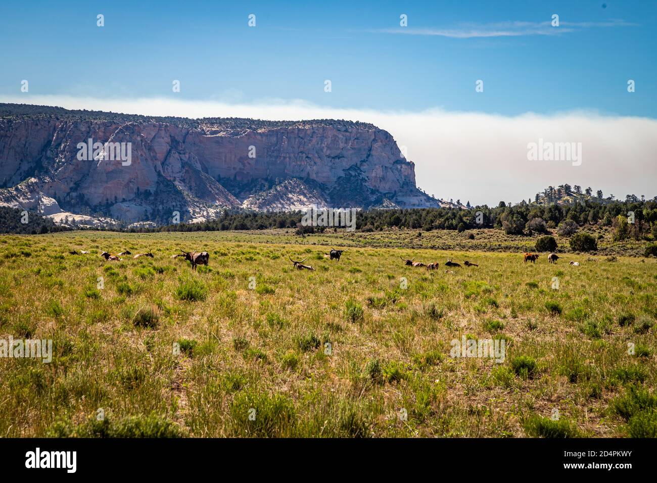 Open Range Longhorn Cattle Stock Photo - Alamy