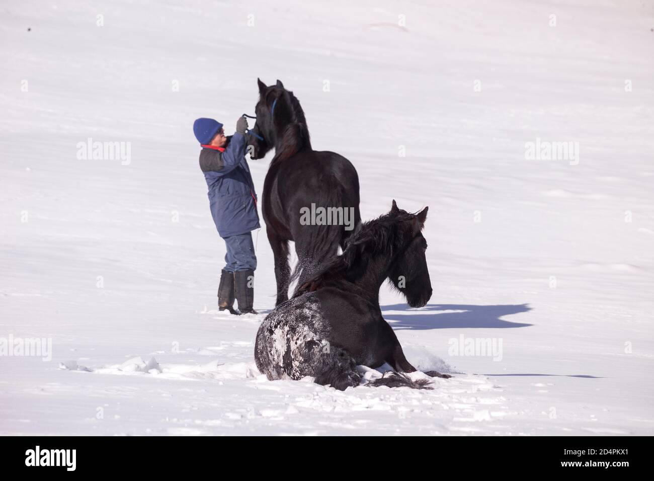 Handlers leading horses from barn into snow field Stock Photo - Alamy