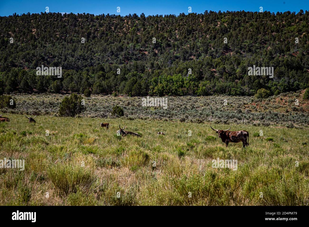 Open Range Longhorn Cattle Stock Photo - Alamy