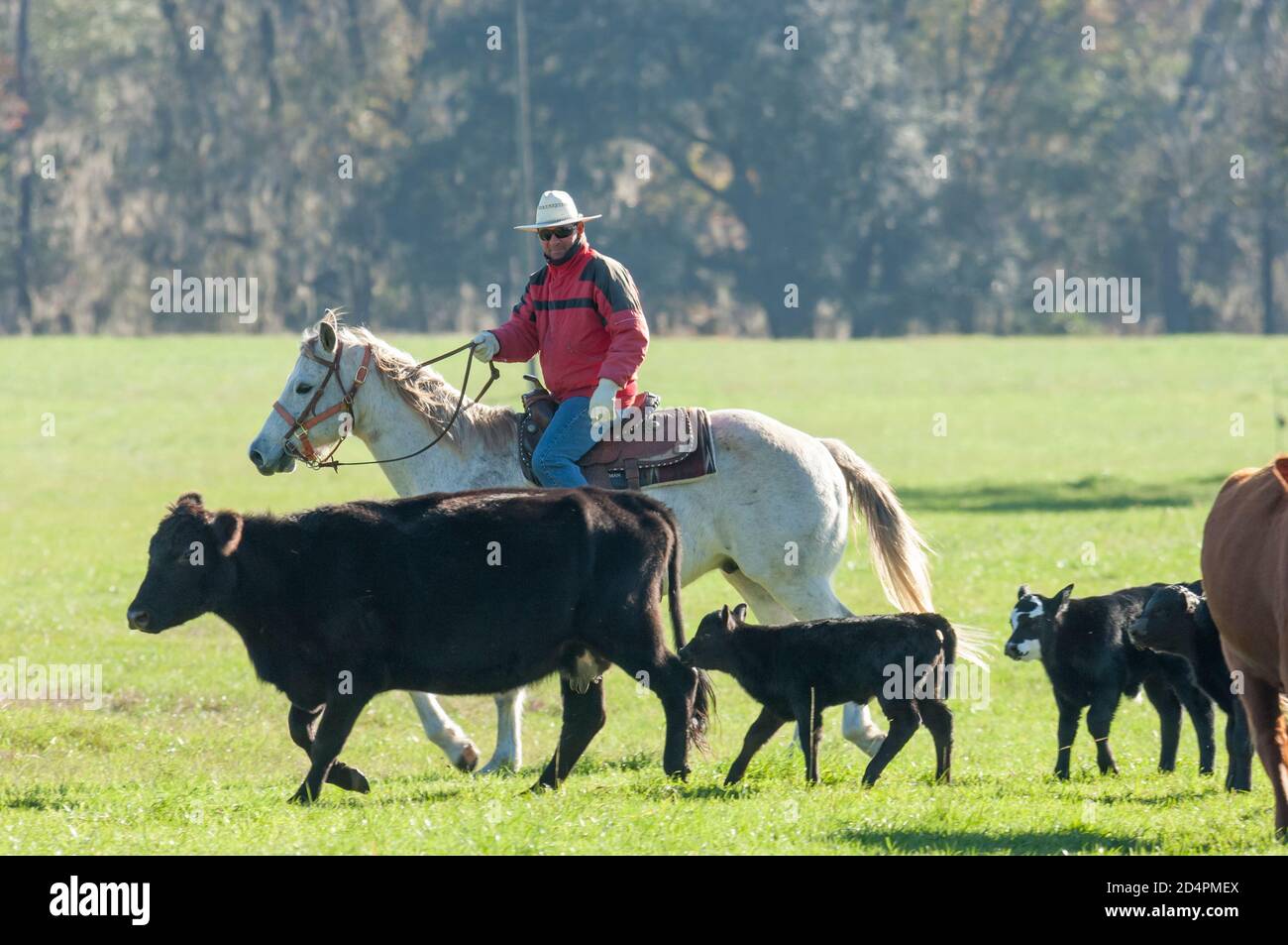 Cowhands hi-res stock photography and images - Alamy