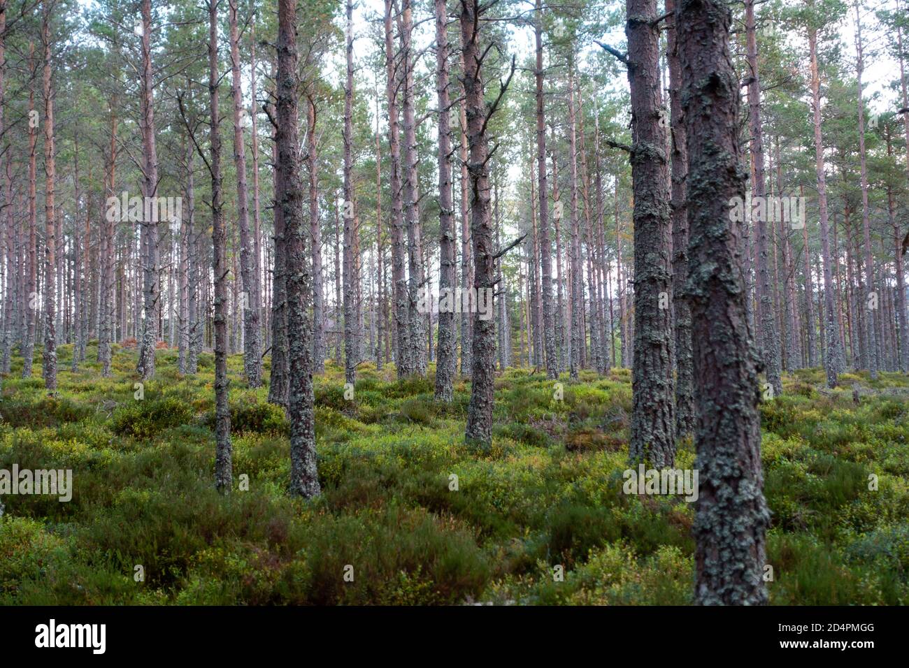 Pine trees in Scotland Stock Photo - Alamy