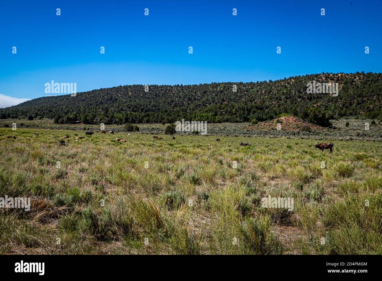 Open Range Longhorn Cattle Stock Photo - Alamy