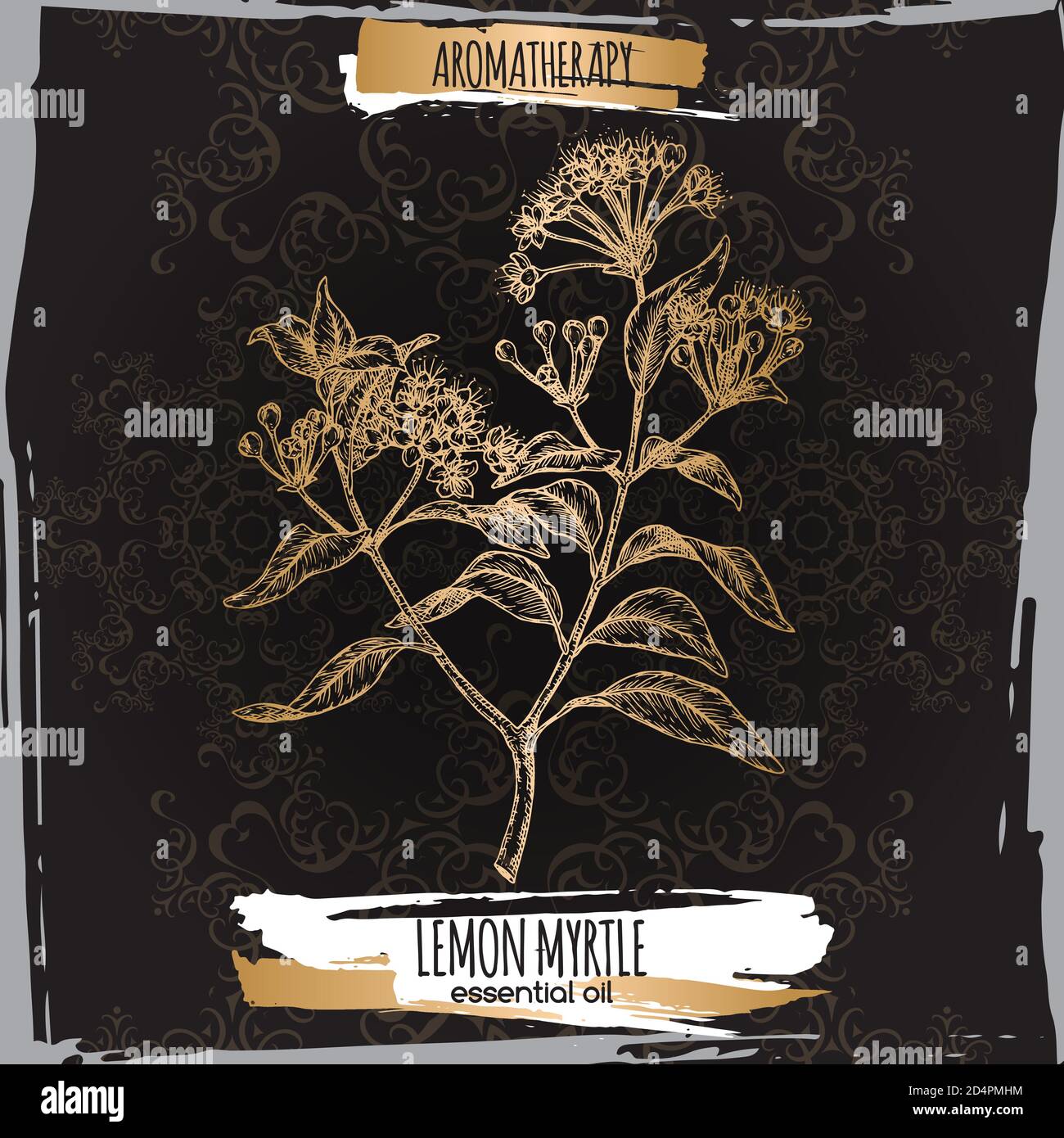 Lemon myrtle aka Backhousia citriodora sketch on black background Stock ...