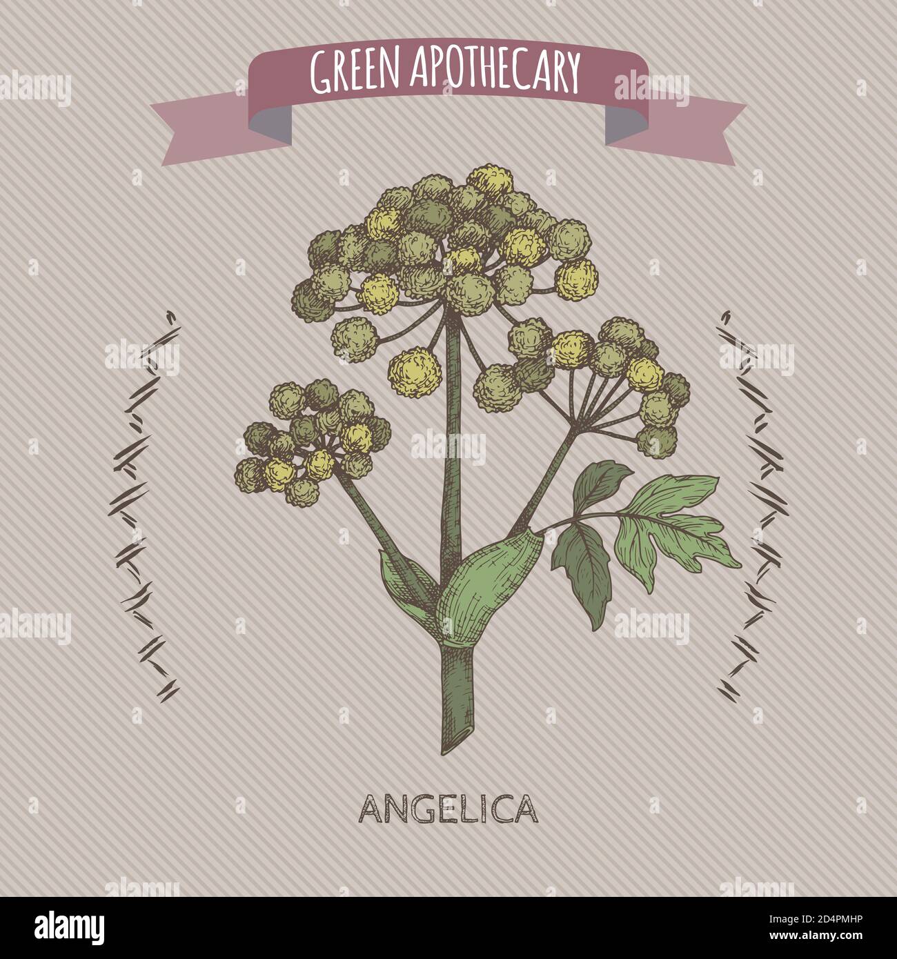 Angelica archangelica aka garden angelica color sketch. Green ...