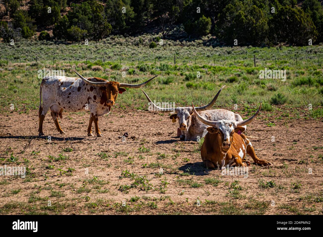 Open Range Longhorn Cattle Stock Photo - Alamy