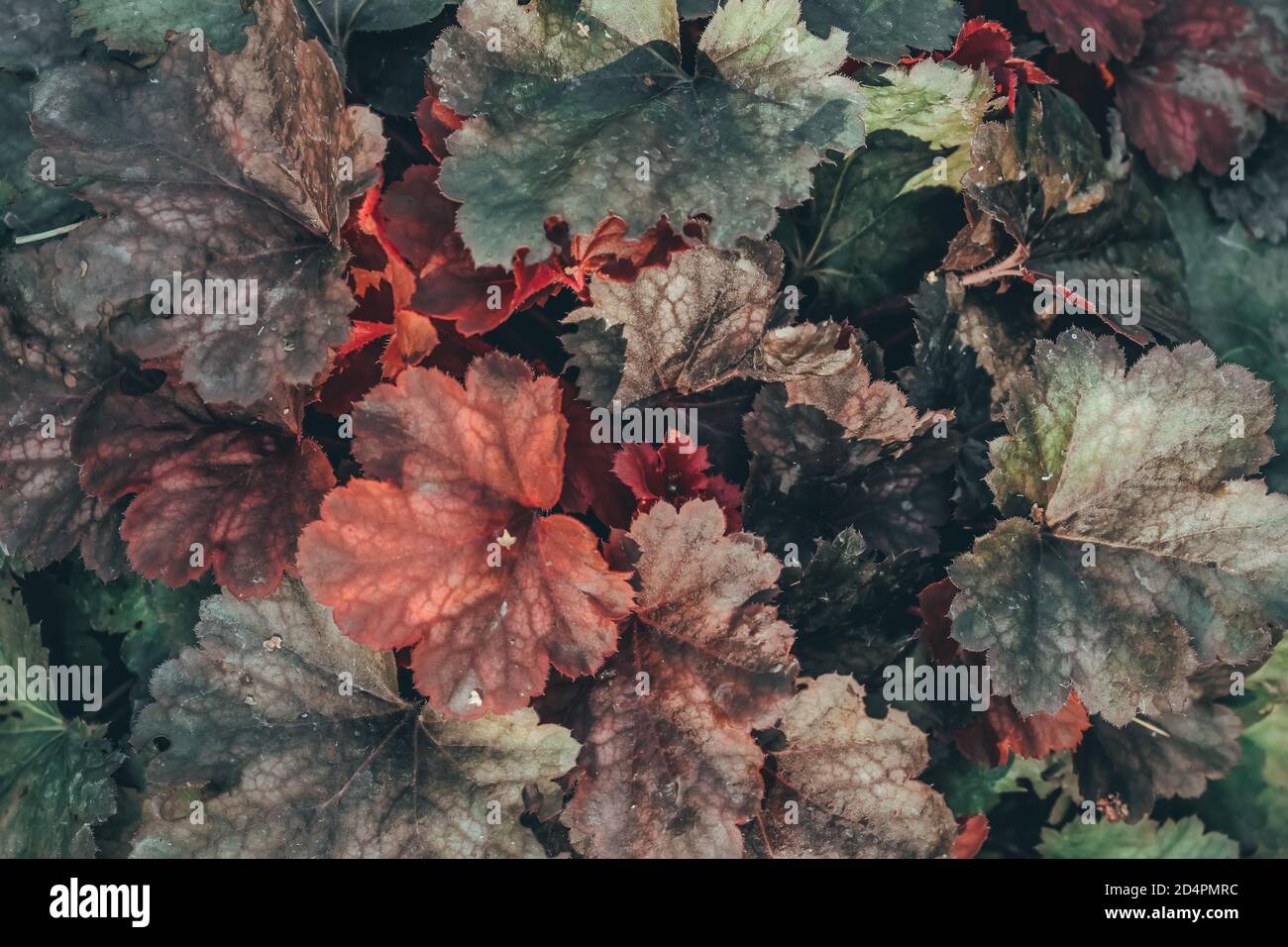 Top view of heuchera plant among the greenery Stock Photo - Alamy