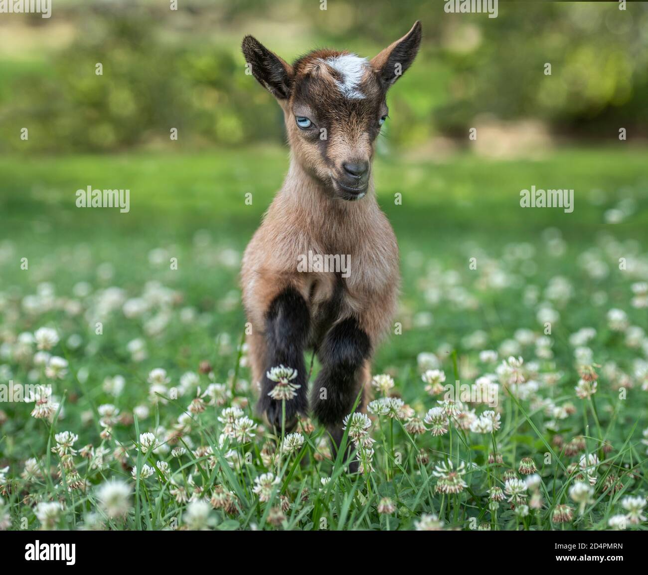 Miniature Pygmy Goats Wallpapers