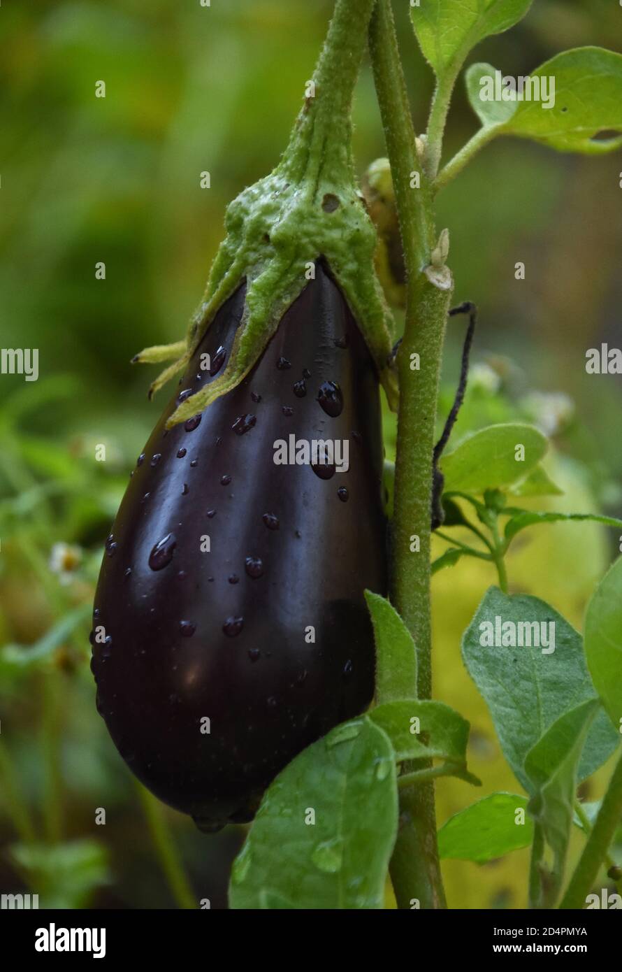 Ripe eggplant in a vegetable garden on a vine Stock Photo - Alamy