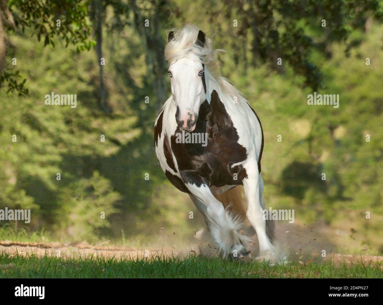 Gypsy vanner horse mare hi-res stock photography and images - Alamy