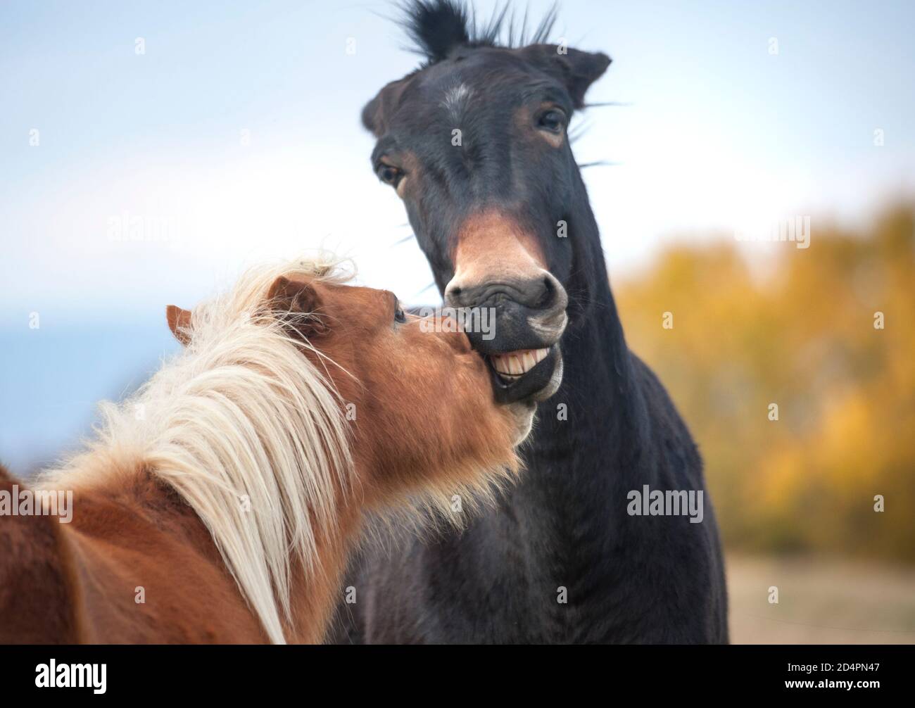 Pony pals hi-res stock photography and images - Alamy