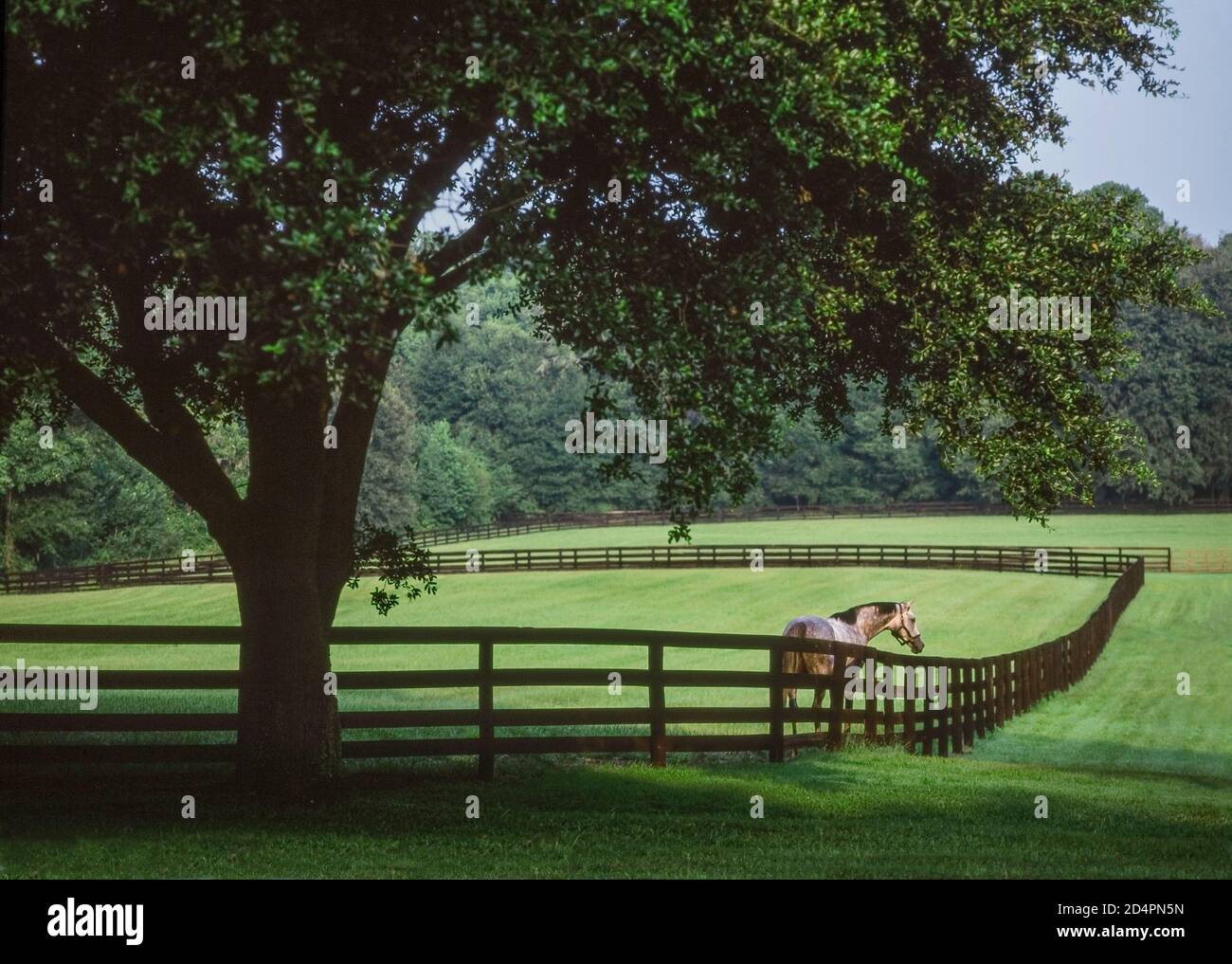 Thoroughbred horse stallion in fenced, lush green turnout paddock Stock ...
