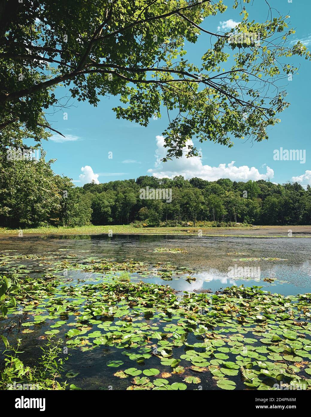 Lake at Teatown Lake Reservation in Ossining, New York Stock Photo - Alamy