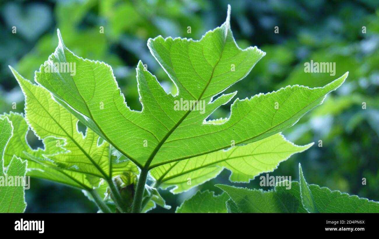 Closeup paper mulberry tree hi-res stock photography and images - Alamy
