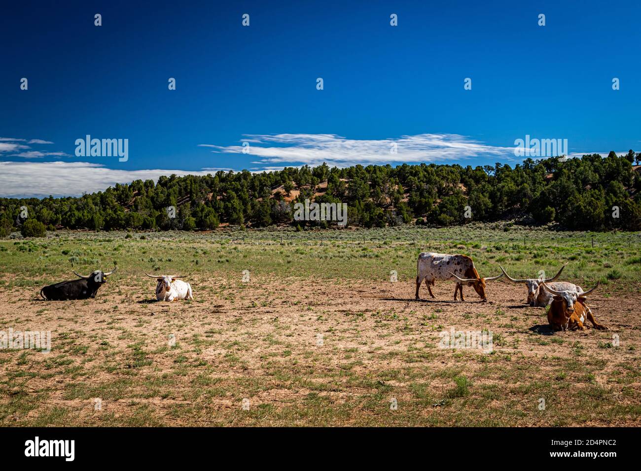 Open Range Longhorn Cattle Stock Photo - Alamy