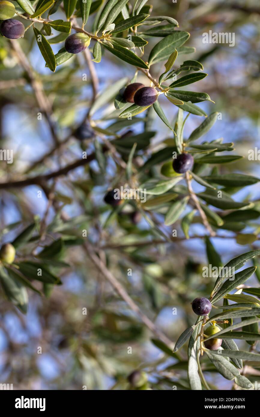 Olive branch black background hi-res stock photography and images - Alamy