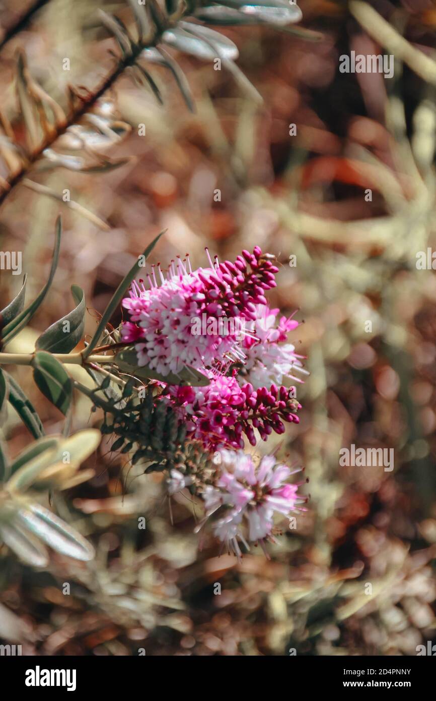 Hebe hybrid hi-res stock photography and images - Alamy