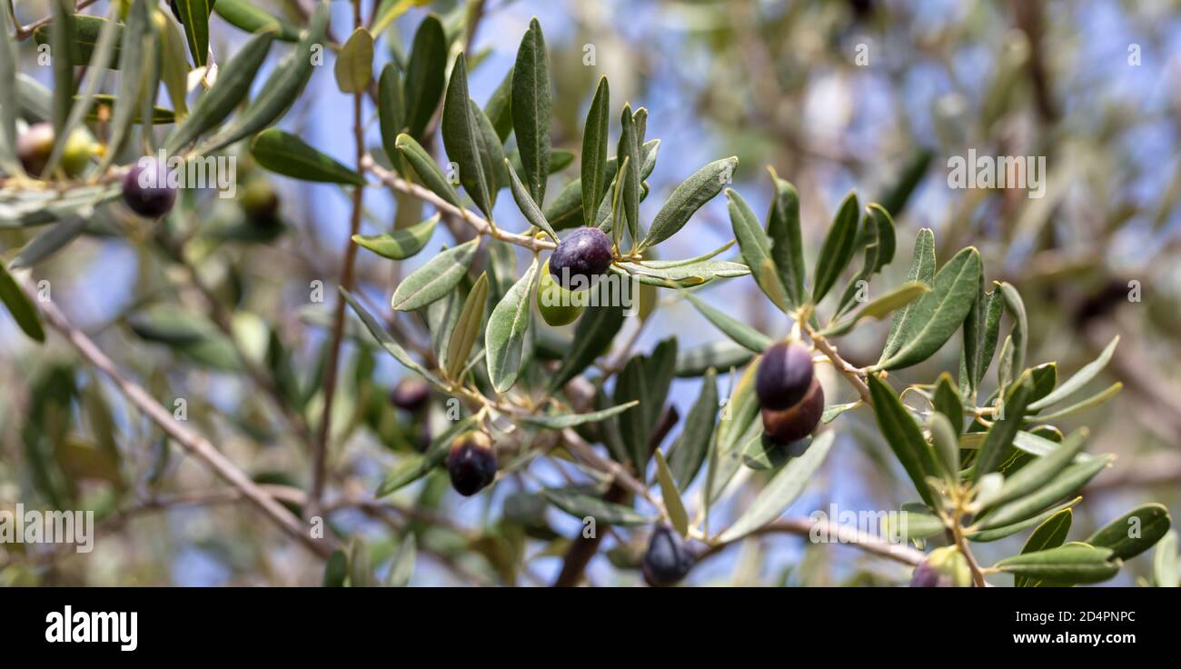 Healthy lifestyle concept. Olive tree branch, peace symbol, with black ...
