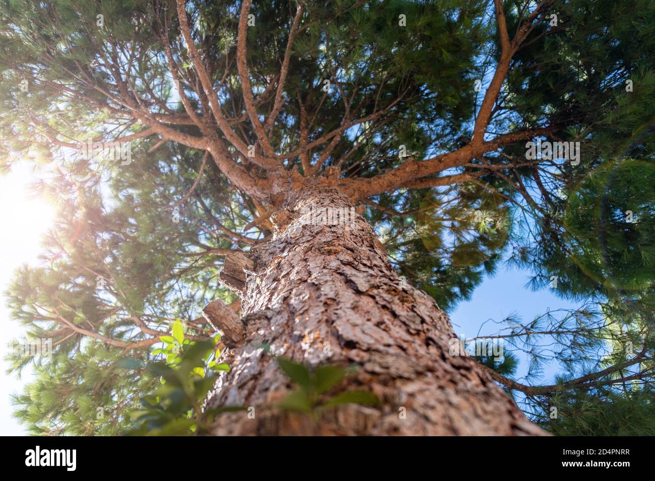 Tall garden tree hi-res stock photography and images - Alamy