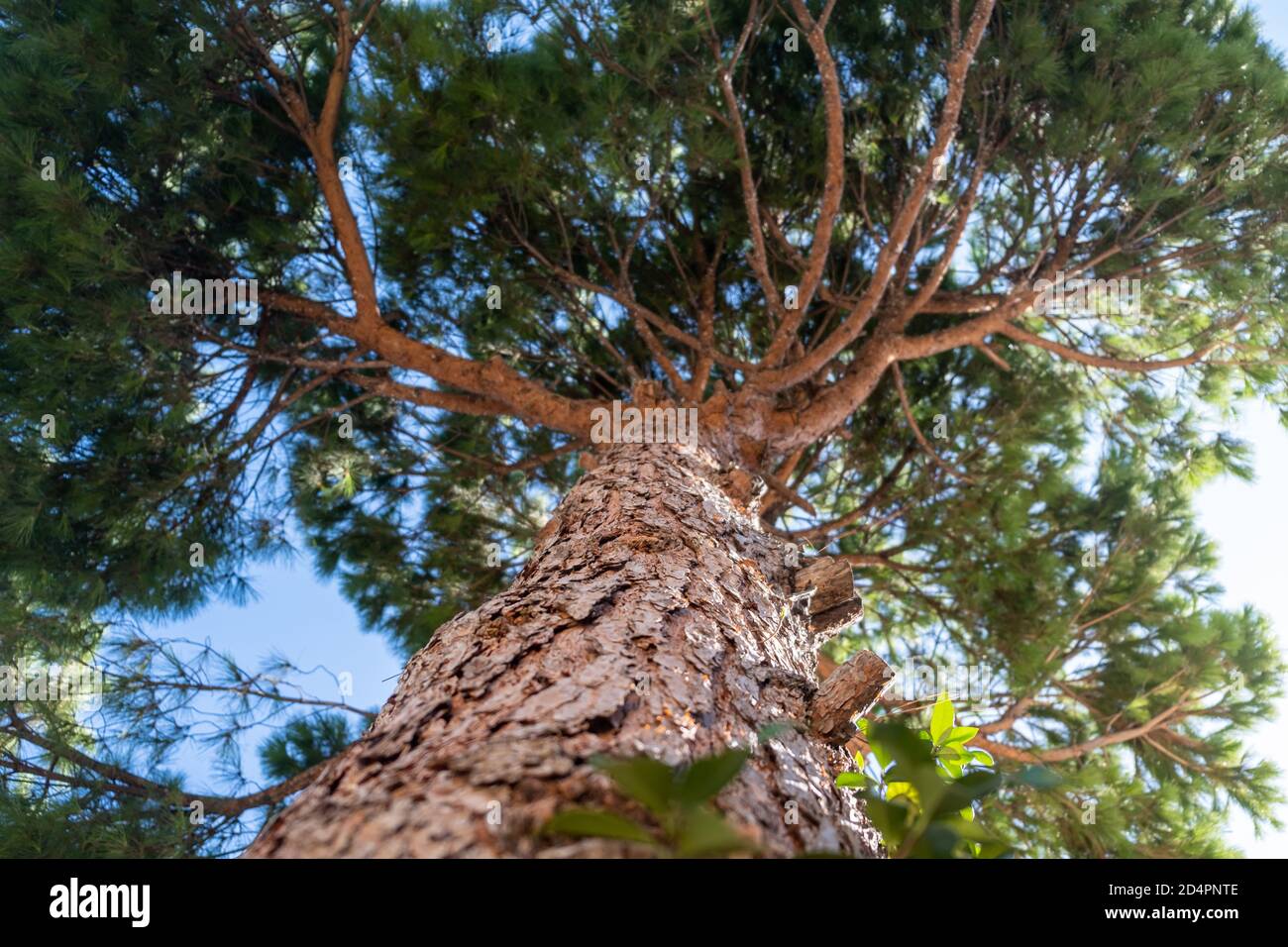 Very tall evergreen tree hi-res stock photography and images - Alamy