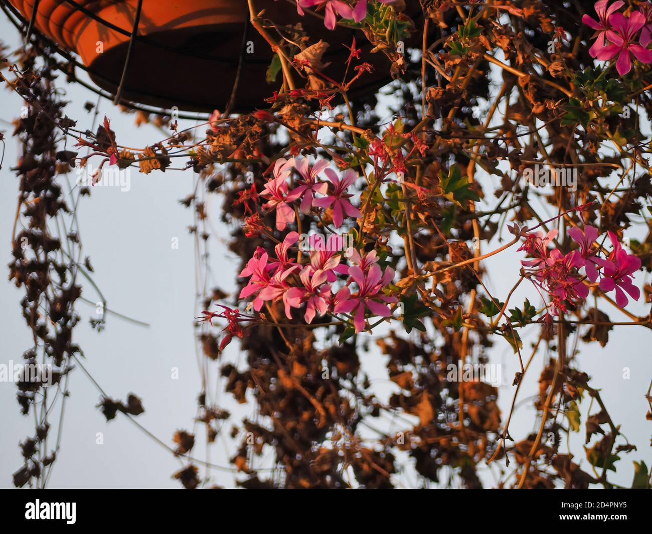 Pink flowers suspended from a ceiling Stock Photo - Alamy