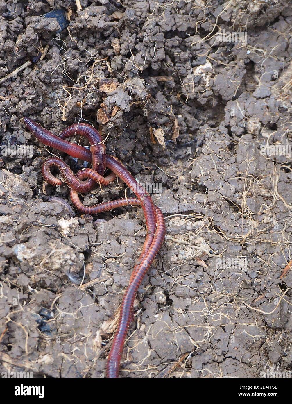 natural garden earthworms, earthworm, live earthworm,natural garden ...
