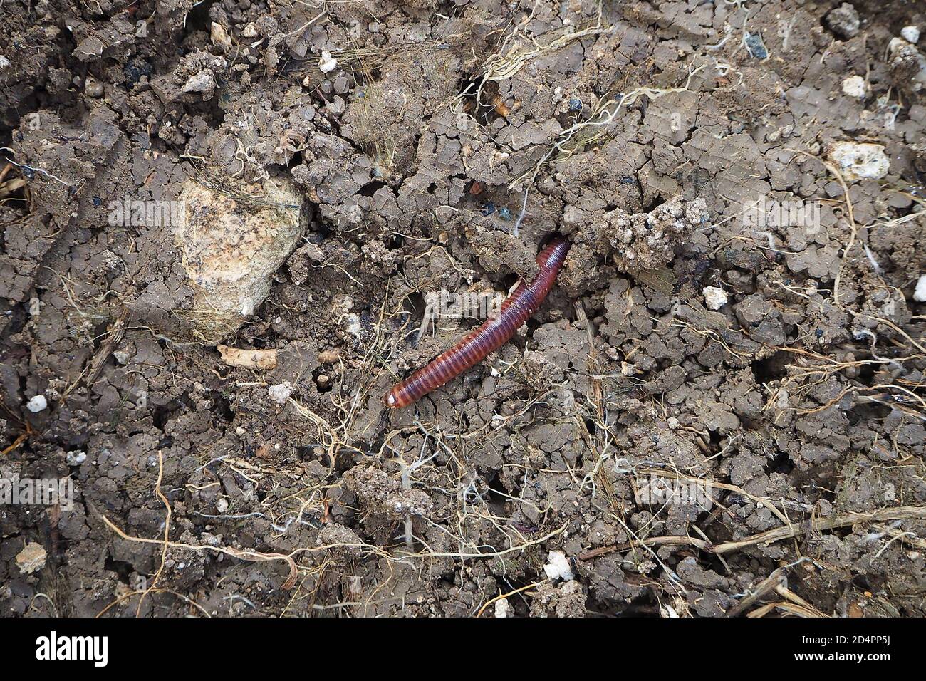 Live earthworm hi-res stock photography and images - Alamy