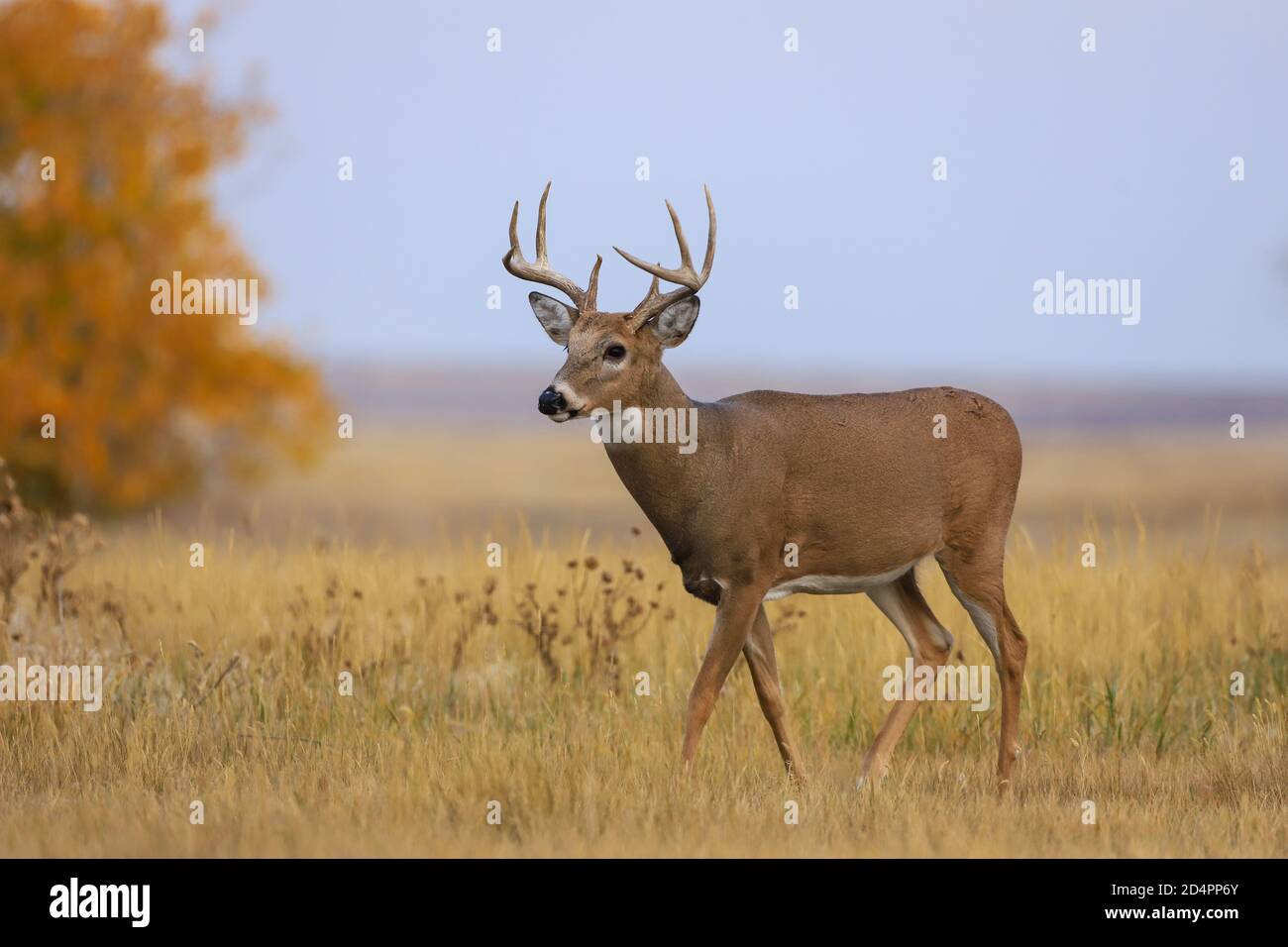 White-tailed deer buck closeup in autumn Stock Photo - Alamy