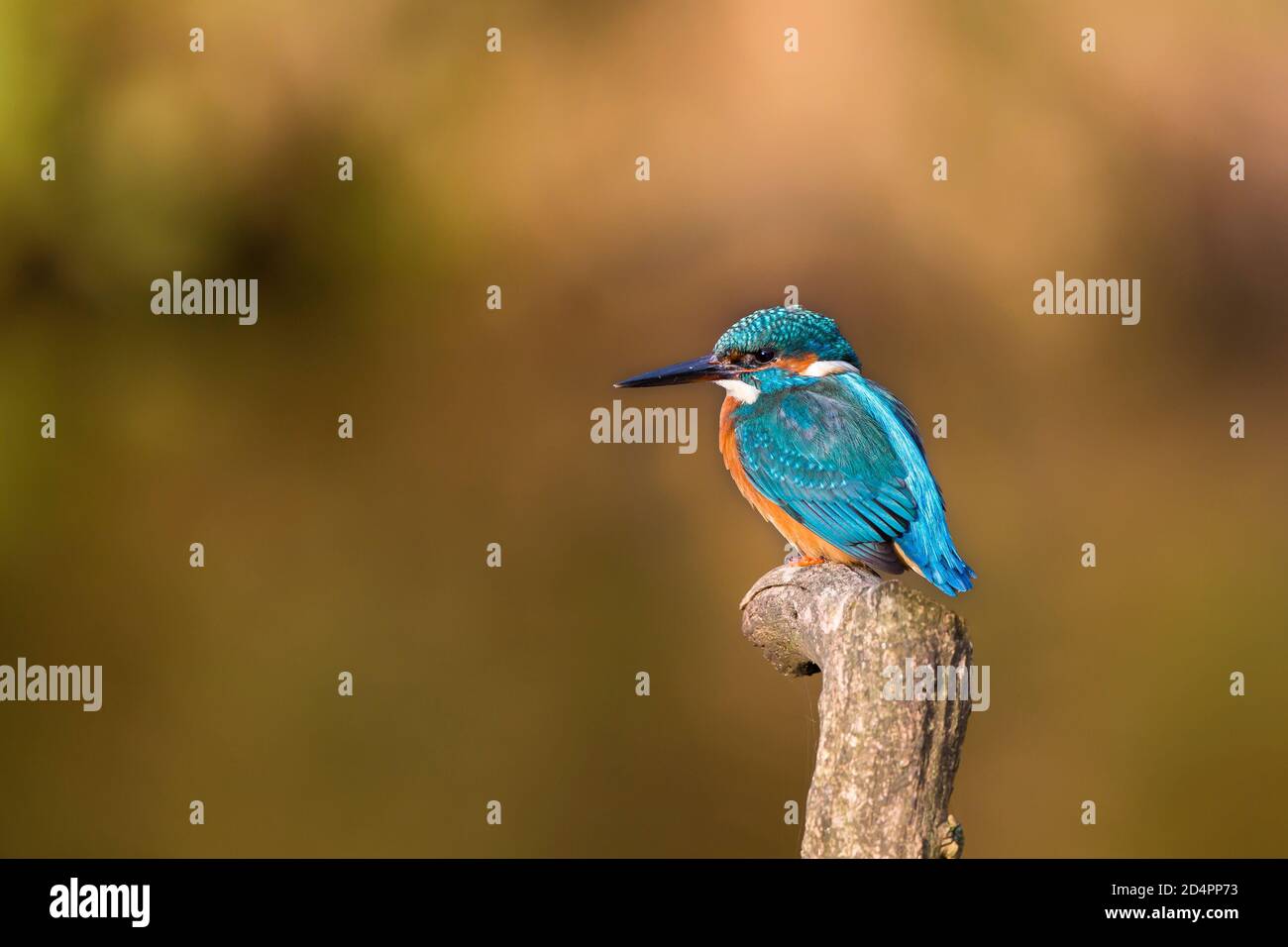 Kingfisher wildlife bird perching hi-res stock photography and images ...