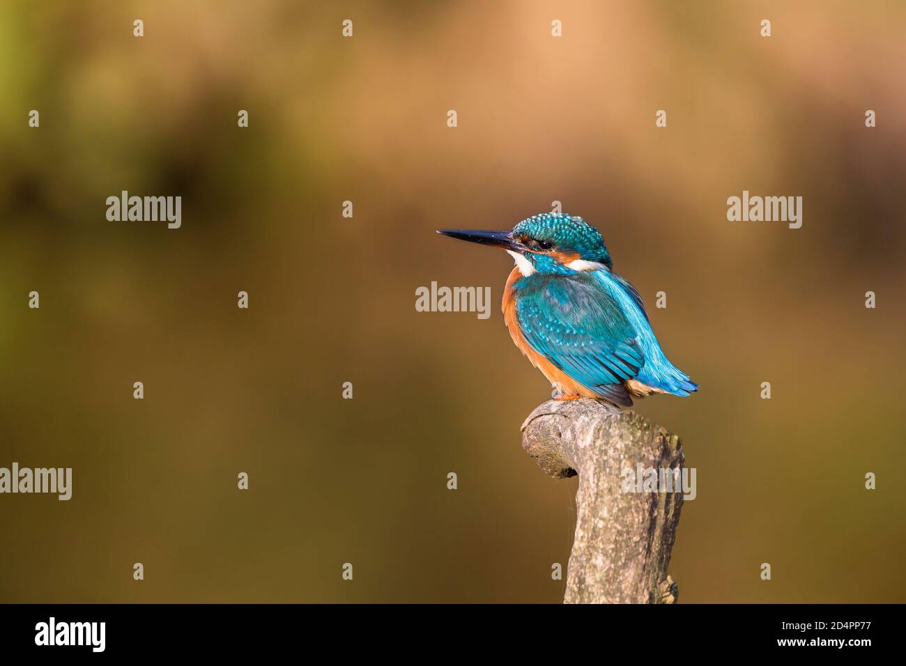 Side view close up of UK kingfisher bird (Alcedo atthis) perching ...