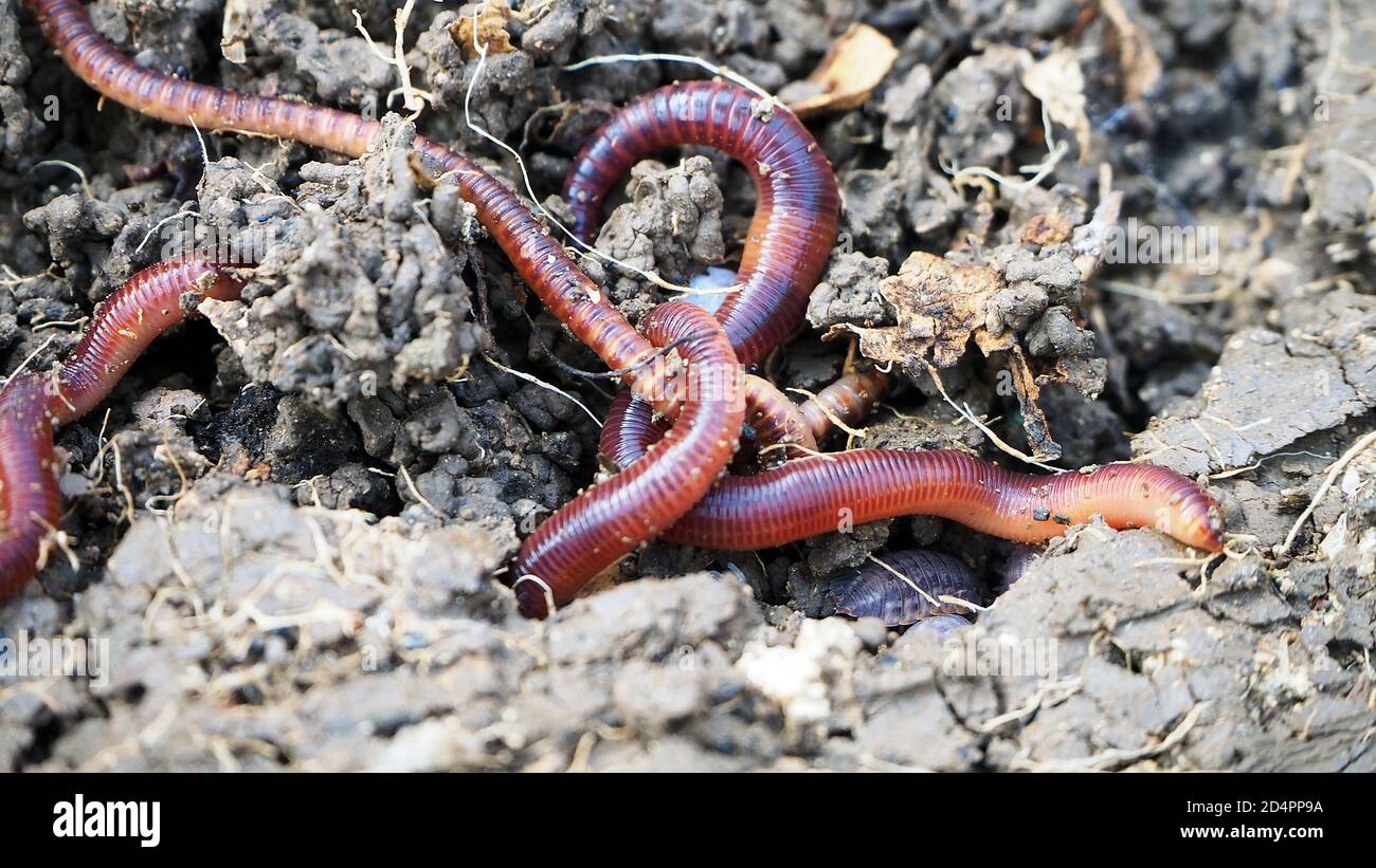 earthworms in the natural garden, the importance of worm for soil Stock ...