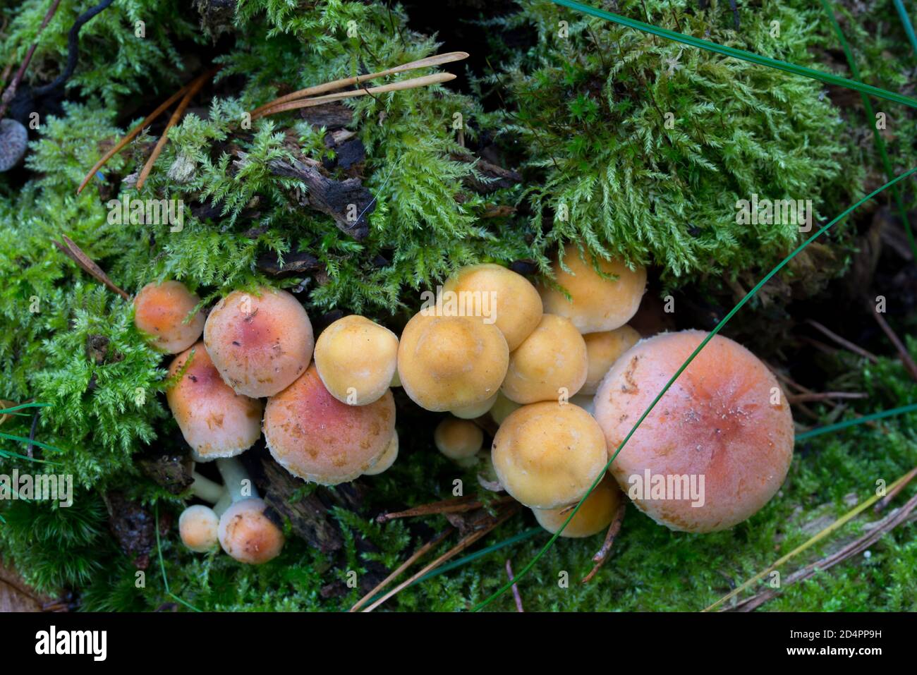 Brick tuft hi-res stock photography and images - Alamy