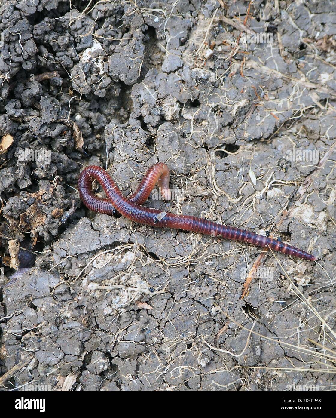 earthworms moving on the surface of the soil Stock Photo - Alamy