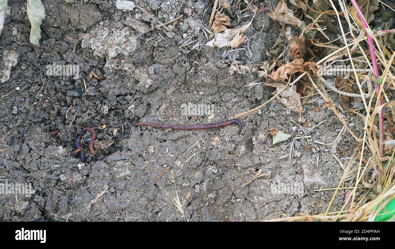 earthworms moving on the surface of the soil Stock Photo - Alamy