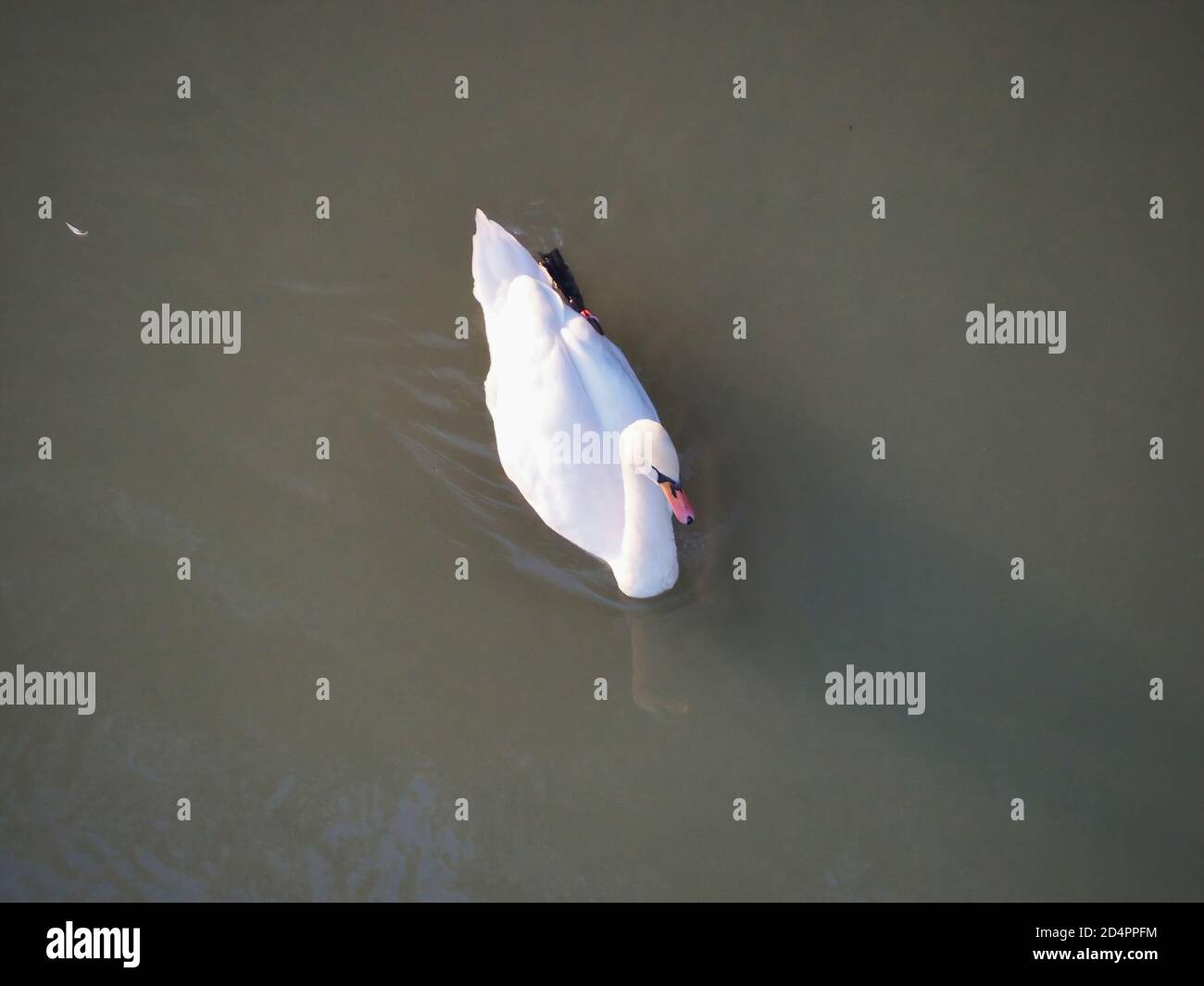 Swan top of head hi-res stock photography and images - Alamy