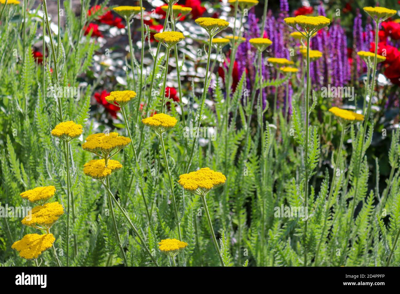 Field of colorful flowers with yellow yarrow flowers on the foreground ...