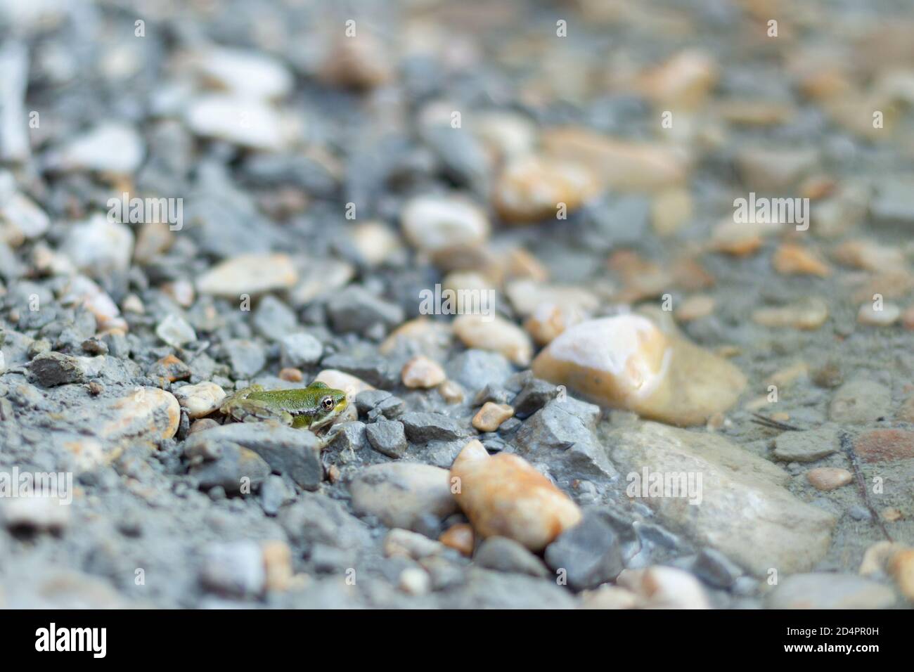 Small frog hiding among the rocks and pebbles Stock Photo - Alamy