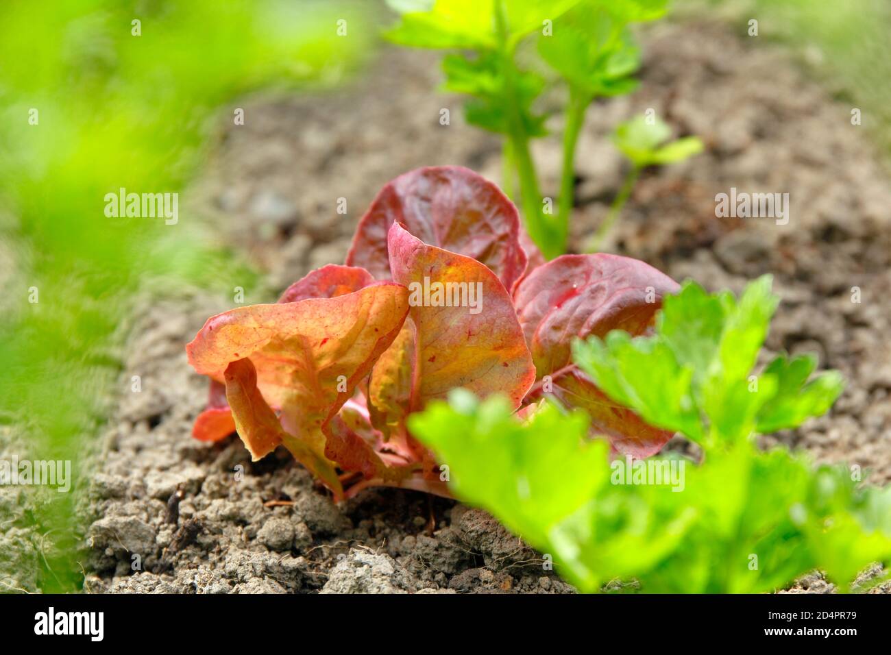 Lettuce 'Marvel of Four Seasons', grown as a catch crop, interplanted ...