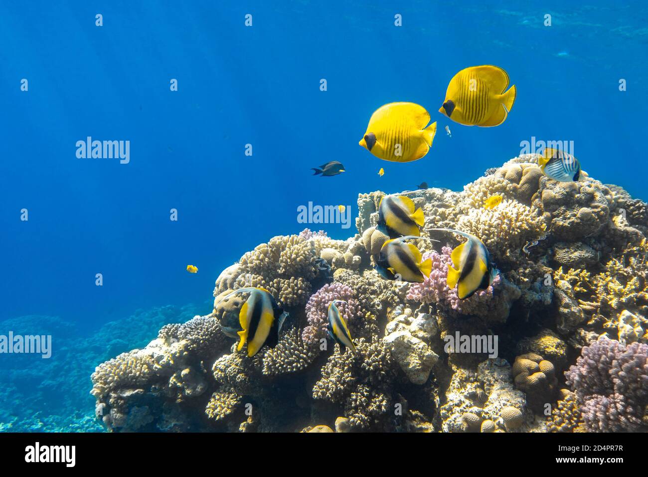 Blue-cheeked butterflyfish (Chaetodon semilarvatus, Blue mask, Golden ...