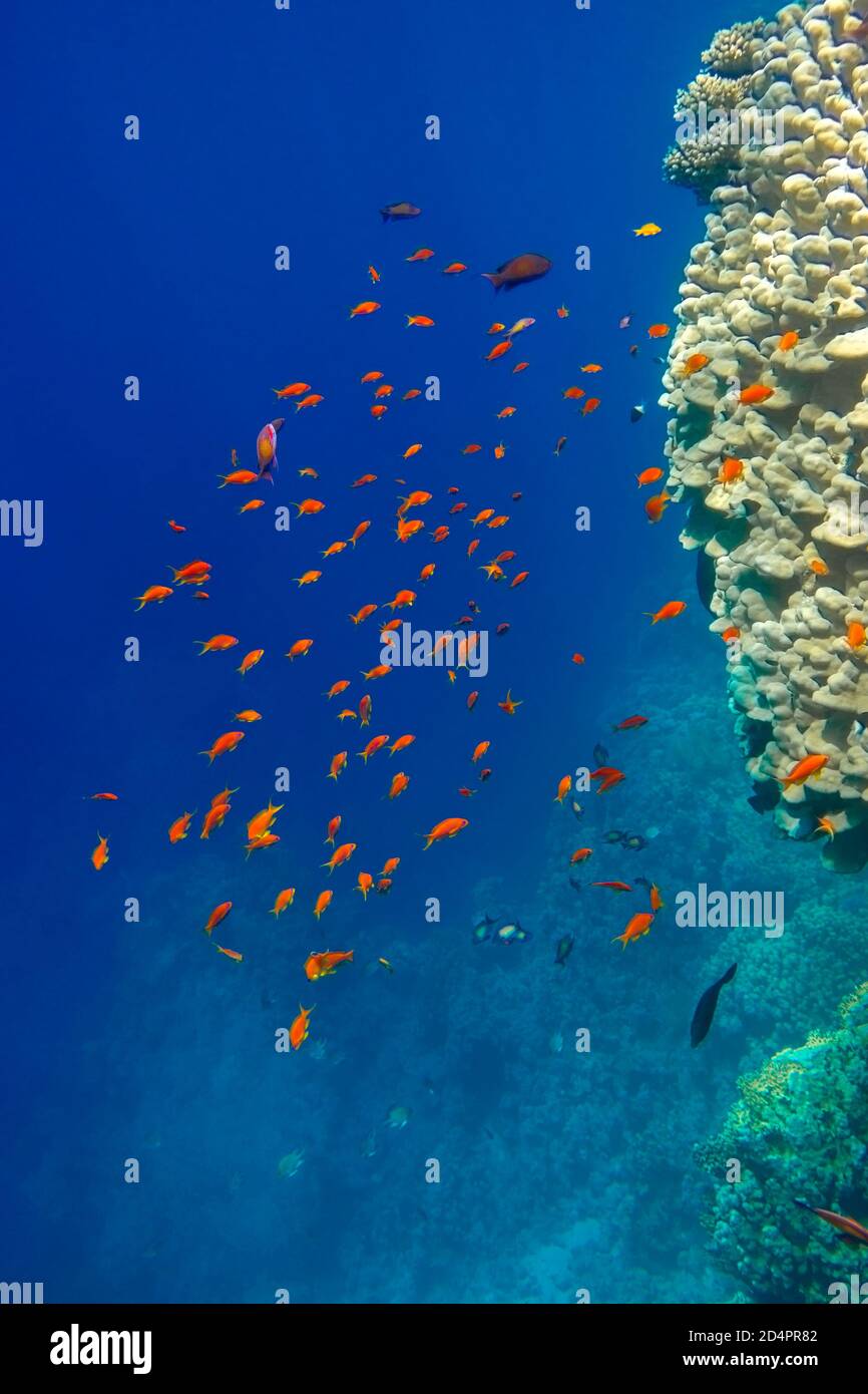 School of Anthias Fish (swallowtail seaperch) near coral reef in Red ...