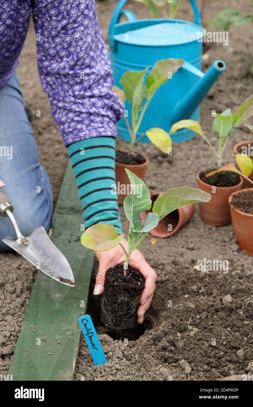 Planting brassicas uk hi-res stock photography and images - Alamy