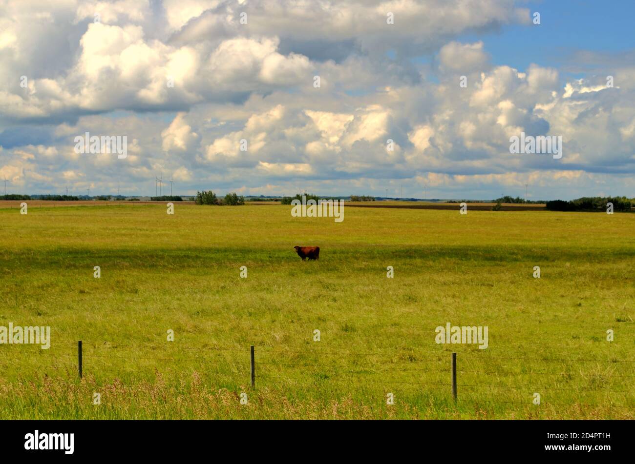 Alberta, Canada - Little Cow on the Prairie Stock Photo - Alamy