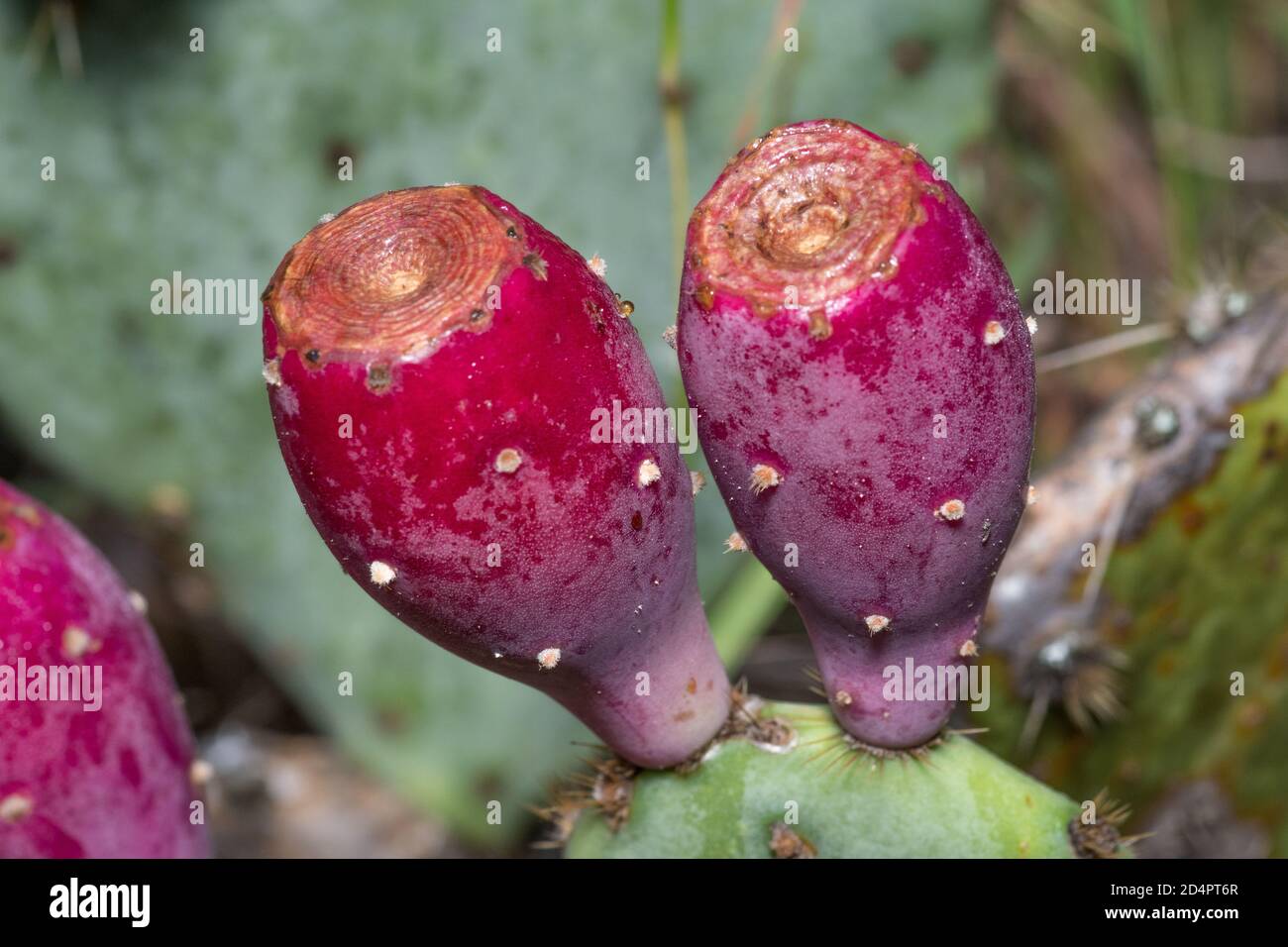 Prickly pear cactus opuntia ficus indica hi-res stock photography and ...