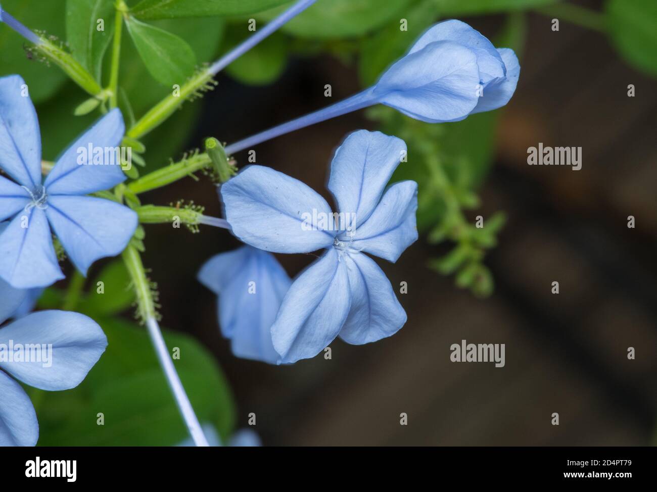 Close-up of Blue or cape plumbago Plumbago auriculata is a flowering ...