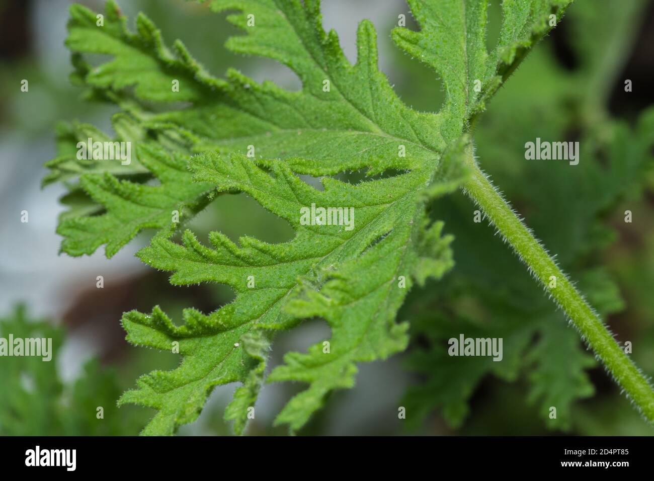 Leaf close-up of shrub Rose-scented geranium Pelargonium graveolens a ...